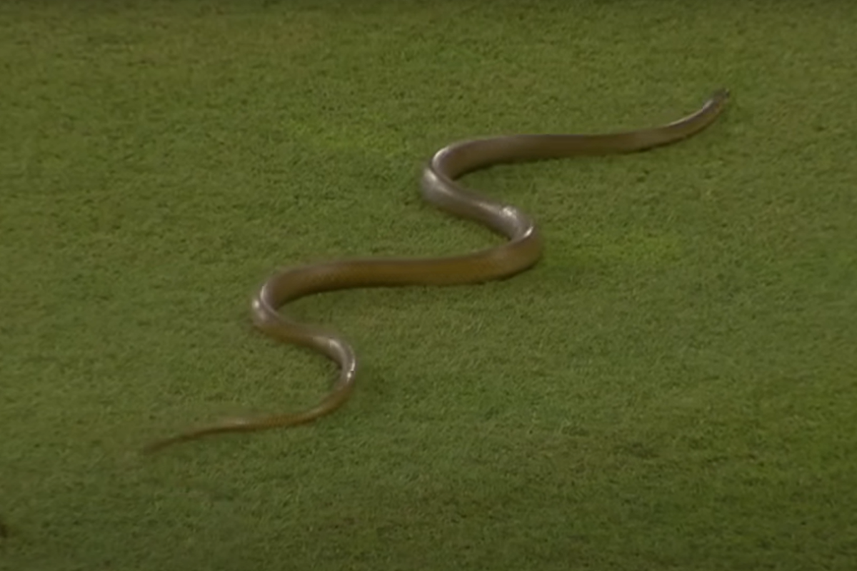 [WATCH] Shocking Scenes As Snake Slithers Into Ground During SL vs BAN ...